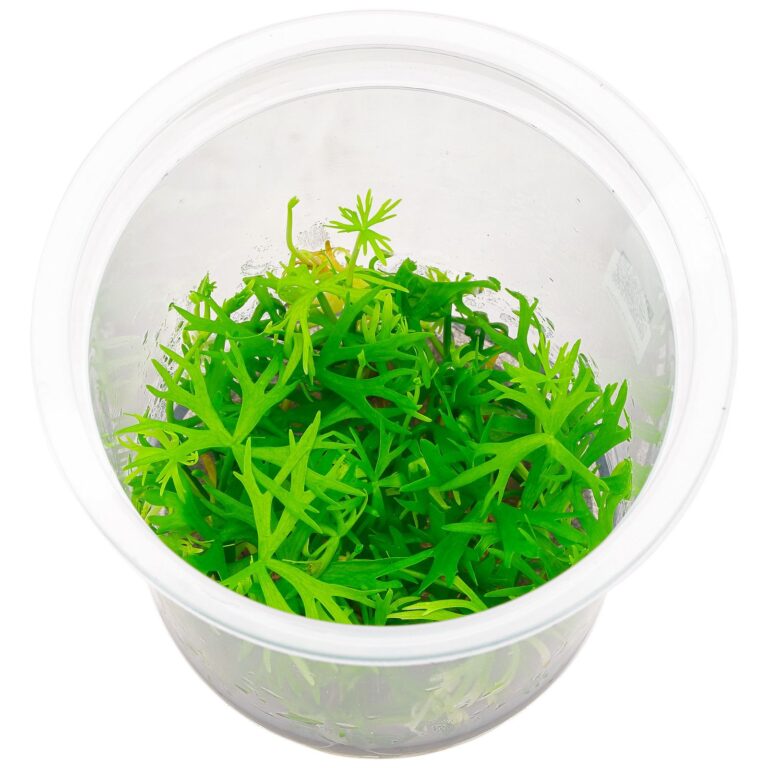 Ranunculus inundatus - Easy Scape