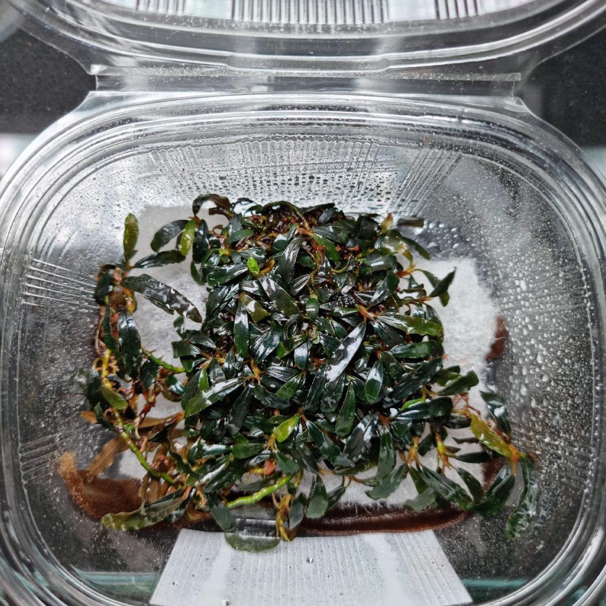 Bucephalandra Mini Velvet - Easy Scape
