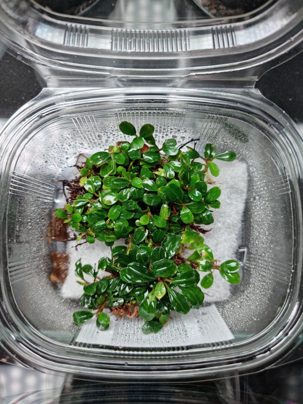 Bucephalandra Brownie Mini - Easy Scape
