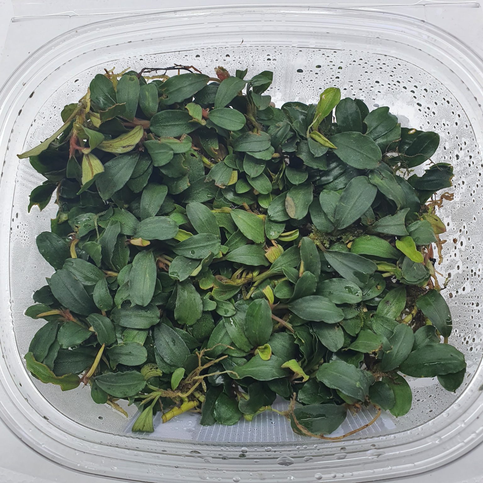 Buchephalandra mini Boyan - Easy Scape