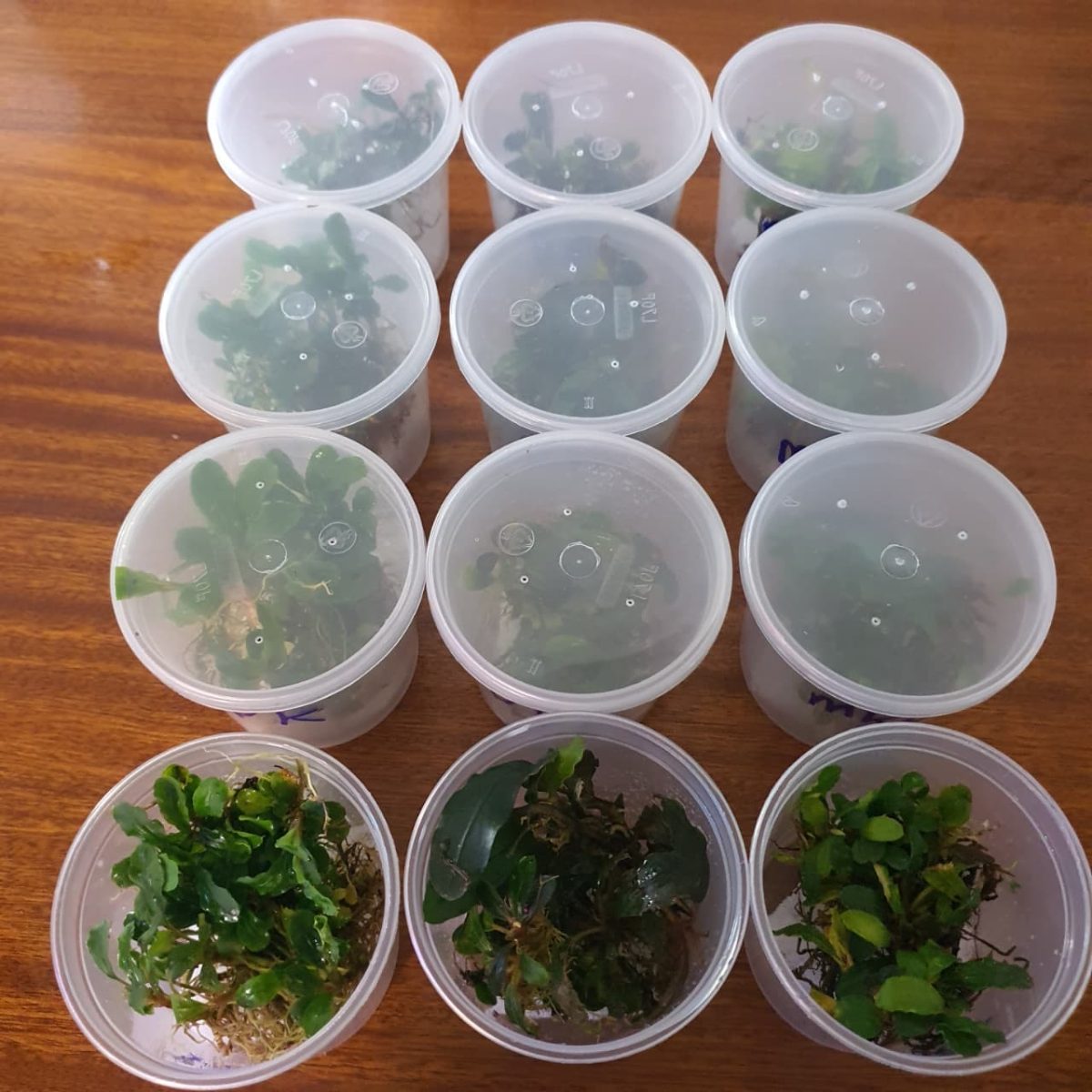 Bucephalandra Mini Melawi (Mini Pot) - Easy Scape