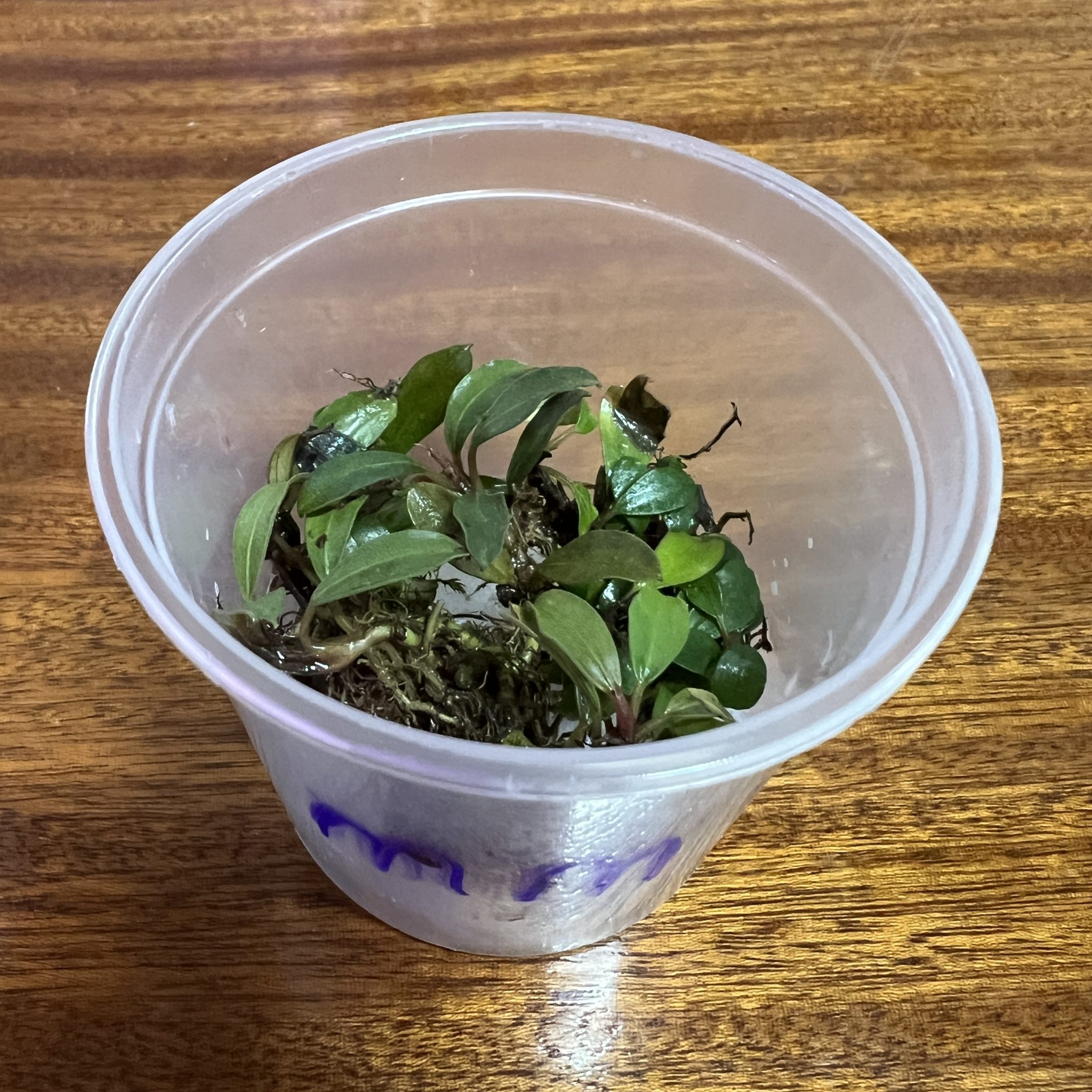 Bucephalandra Mini Melawi (Mini Pot) - Easy Scape